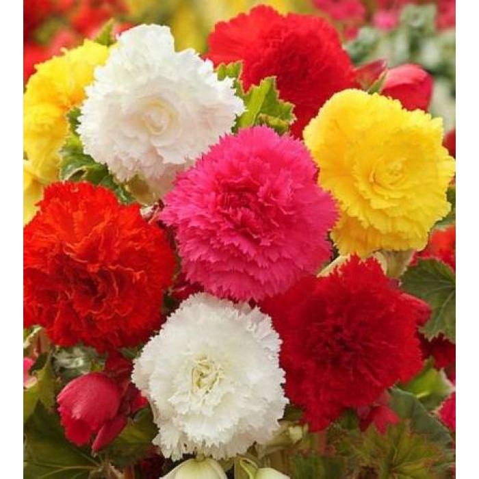 Bulbi de flori: crini, dalii, gladiole, bujori, etc. - Planteo.ro