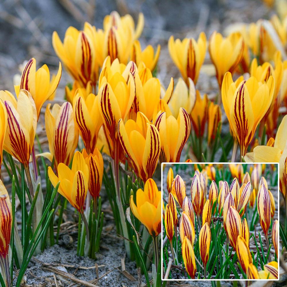 Bulbi crocus Early Gold - Pachet 10 bucăți