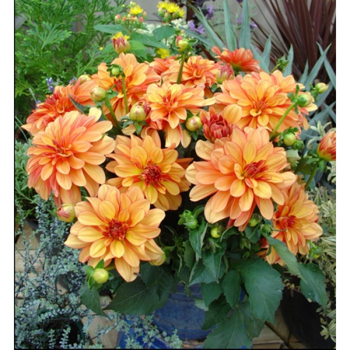 Bulbi dalii (tuberculi)