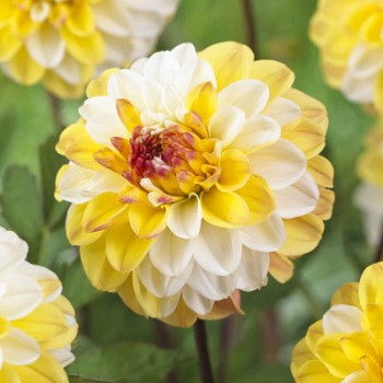 Bulbi dalii (tuberculi)