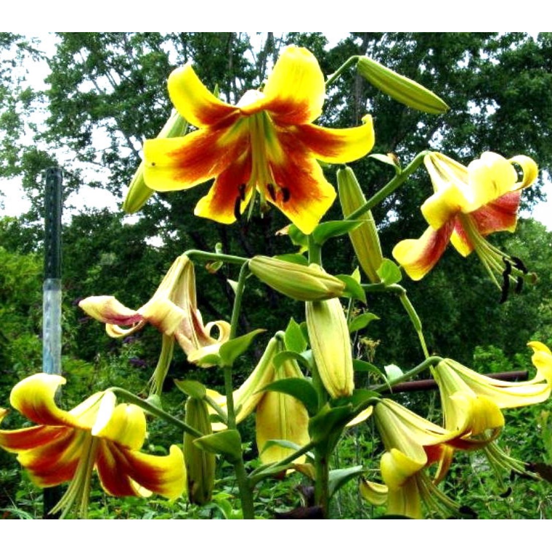 Bulbi crini Robert Swanson - 1 bucată