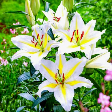 Bulbi hippeastrum (amaryllis) Rosalie - 1 bucată