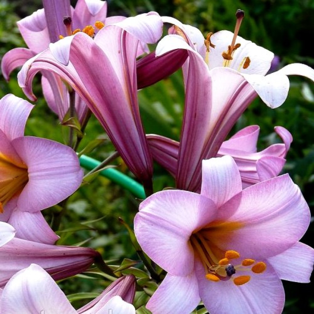 Bulbi crini Pink Planet - 1 bucată, flori orientate in sus!