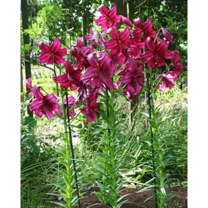 Bulbi de flori de primăvară