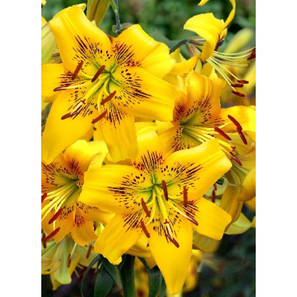 Bulbi crini Yellow Bruse - 1 bucată