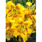 Bulbi crini Yellow Bruse - 1 bucată