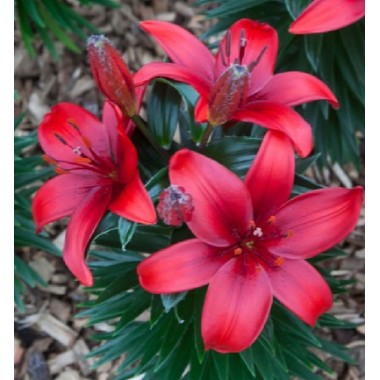 Bulbi crini Fields of Gold - 1 bucată