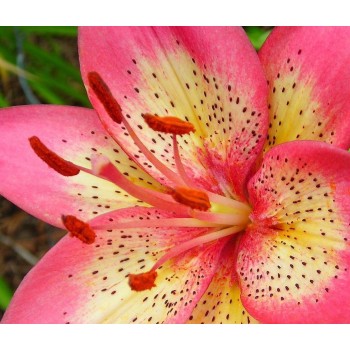 Bulbi Crini - Varietate de soiuri spectaculoase - Planteo