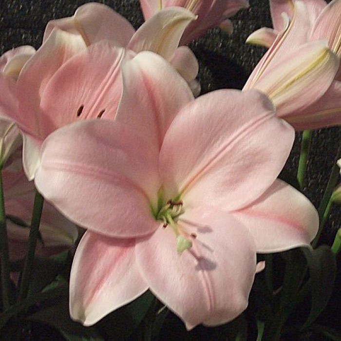 Bulbi Crini - Varietate de soiuri spectaculoase - Planteo