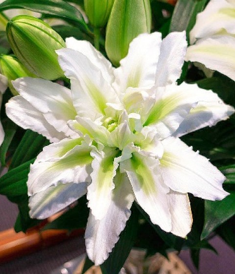 Bulbi de flori: lalele, narcise, zambile, crini, etc. - Planteo.ro