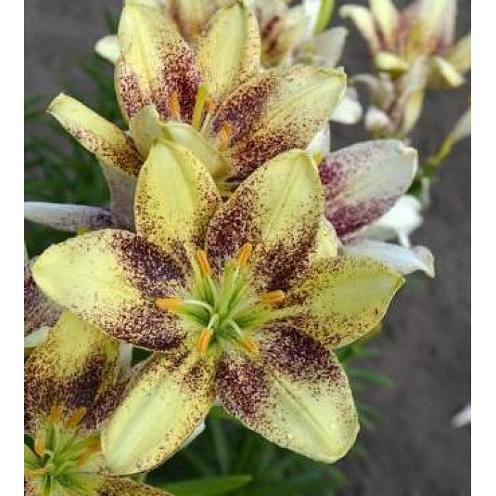 Bulbi de flori: lalele, narcise, zambile, crini, etc. - Planteo.ro