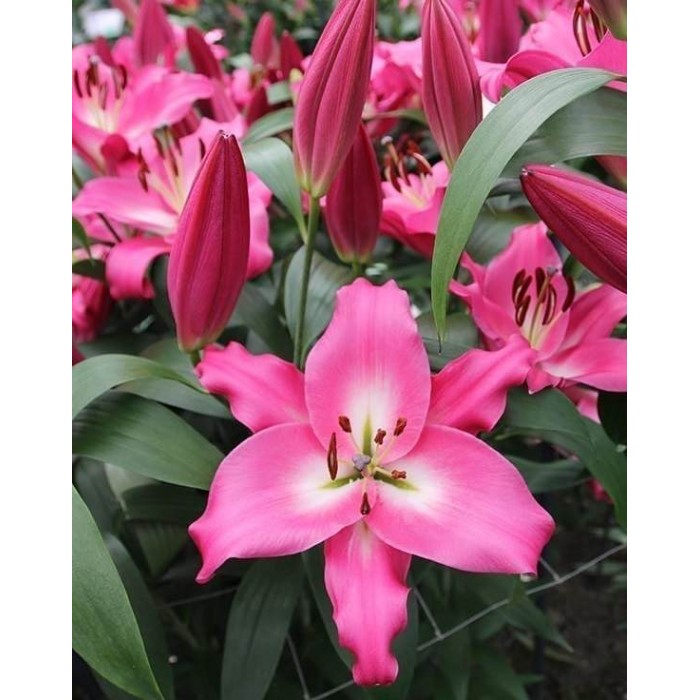 Bulbi Crini - Varietate de soiuri spectaculoase - Planteo