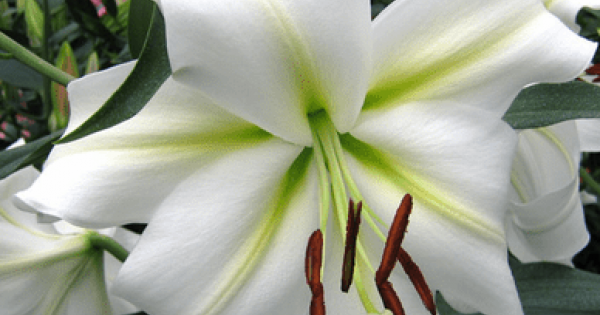 Bulbi crini Gizmo - 1 bucată, flori foarte MARI