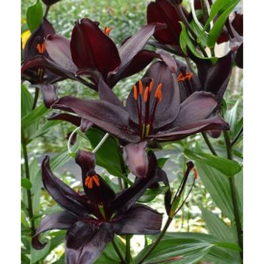 Bulbi crini Secret Kiss - 1 bucată