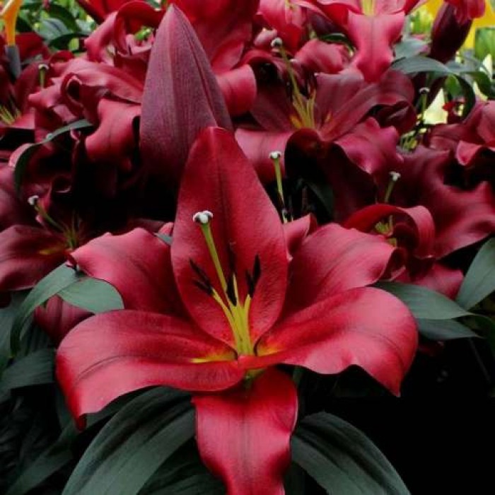 Bulbi Crini - Varietate de soiuri spectaculoase - Planteo