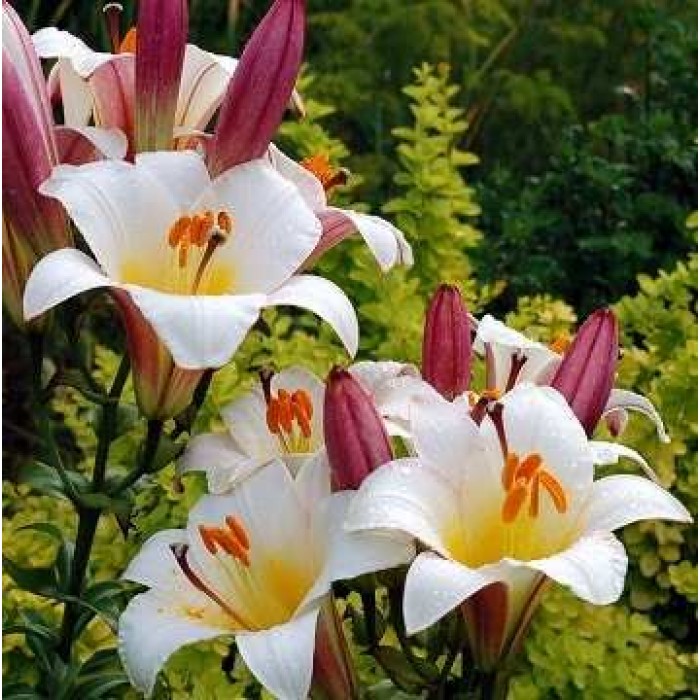 Bulbi Crini - Varietate de soiuri spectaculoase - Planteo
