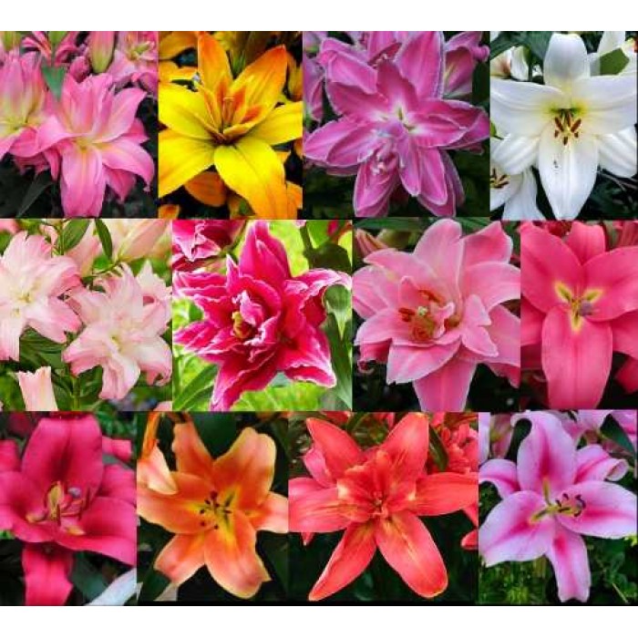 Bulbi de primavara - Alege bulbi de calitate la preturi mici