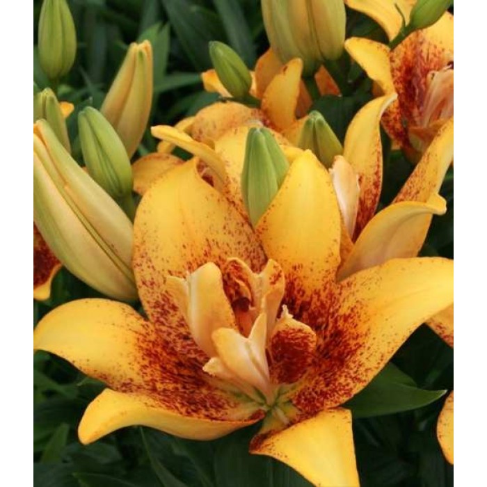 Bulbi Crini - Varietate de soiuri spectaculoase - Planteo