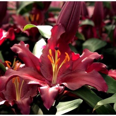 Bulbi hippeastrum (amaryllis) Rosalie - 1 bucată