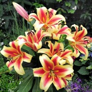 Bulbi crini Pink Planet - 1 bucată, flori orientate in sus!