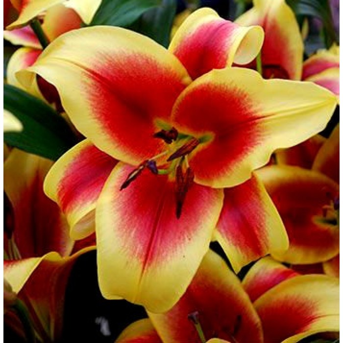 Bulbi de flori: crini, dalii, gladiole, bujori, etc. - Planteo.ro