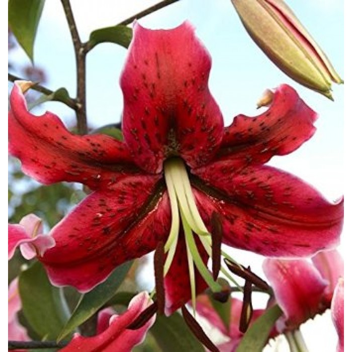 Bulbi Crini - Varietate de soiuri spectaculoase - Planteo