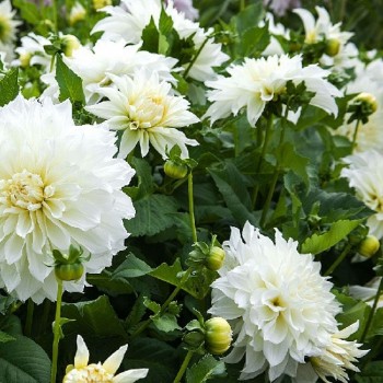 Bulbi dalii (tuberculi)