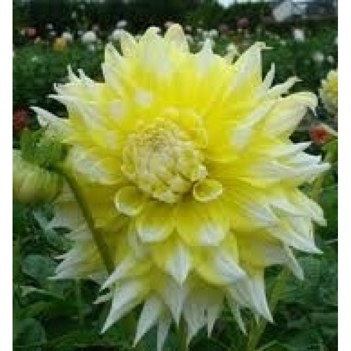 Bulbi dalii (tuberculi)