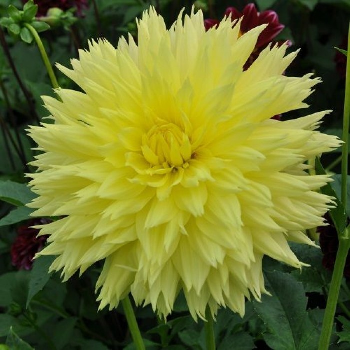 Bulbi dalii (tuberculi)