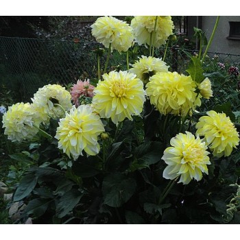 Bulbi dalii (tuberculi)