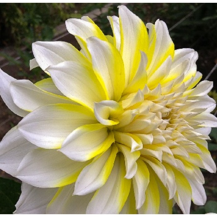 Bulbi dalii (tuberculi)