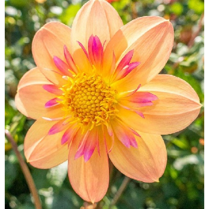 Bulbi dalii (tuberculi)