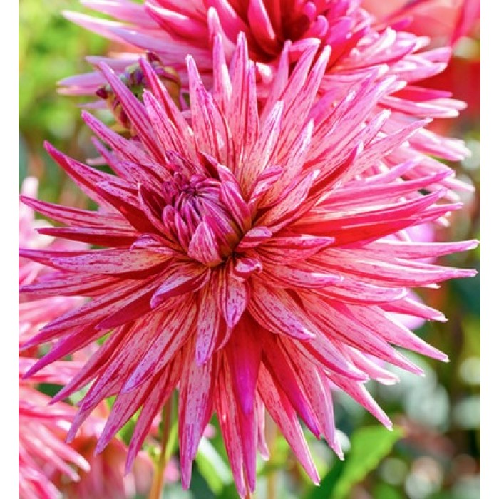 Bulbi dalii (tuberculi)