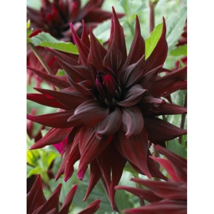 Bulbi Dalii (Tuberculi) - Gama variata de soiuri, culori & dimensiuni