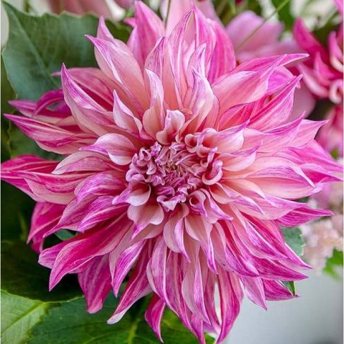 Bulbi dalii (tuberculi)