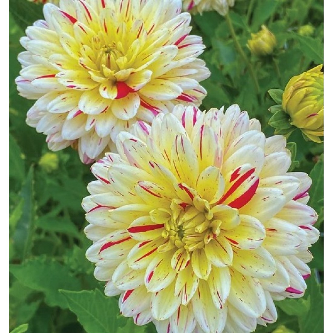 Bulbi dalii Creme Silence - 1 bucată