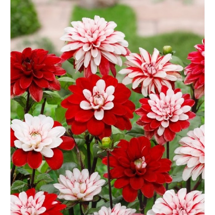 Bulbi dalii (tuberculi)