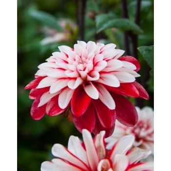 Bulbi dalii (tuberculi)