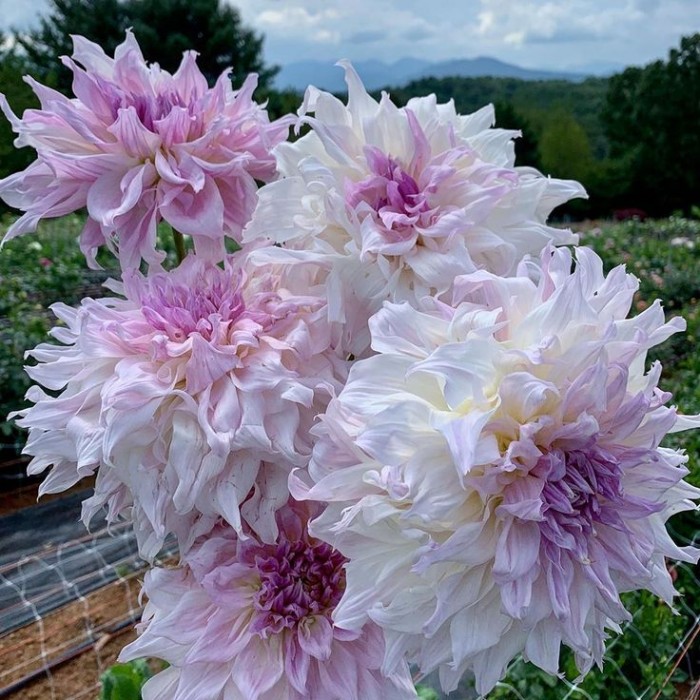 Bulbi Dalii (Tuberculi) - Gama variata de soiuri, culori & dimensiuni