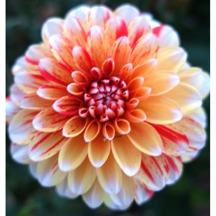 Bulbi de flori: crini, dalii, gladiole, bujori, etc. - Planteo.ro