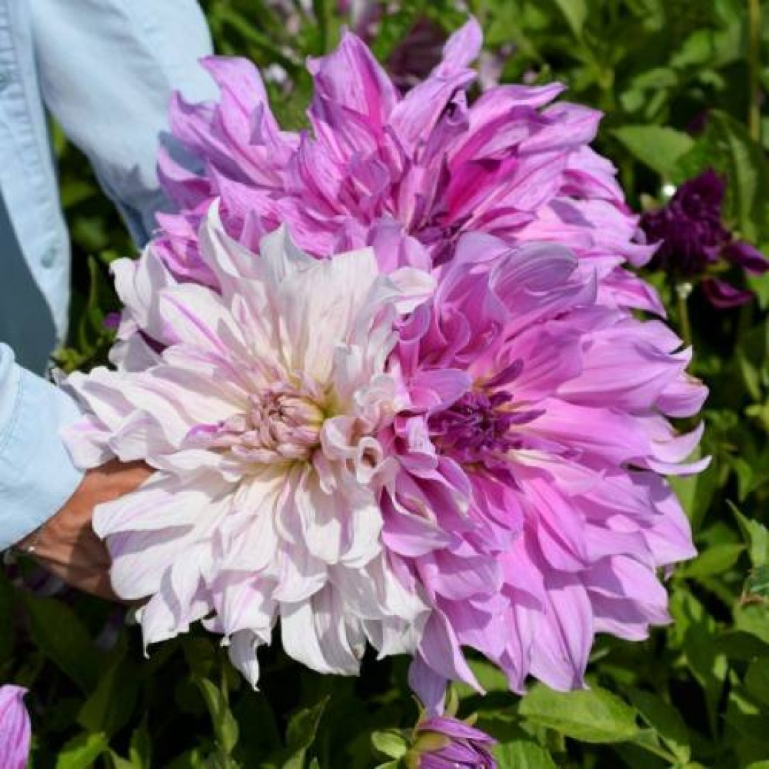 Bulbi dalii Taiheiyo - 1 bucată