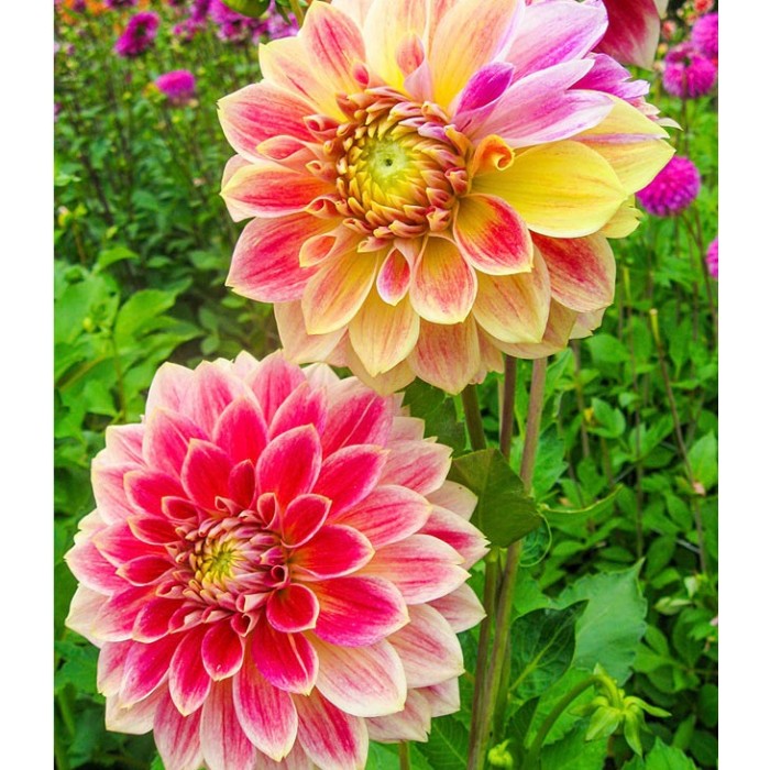 Bulbi Dalii (Tuberculi) - Gama variata de soiuri, culori & dimensiuni