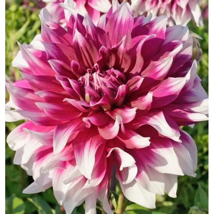 Bulbi dalii (tuberculi)