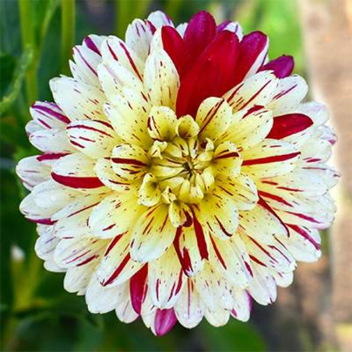 Bulbi Dalii (Tuberculi) - Gama variata de soiuri, culori & dimensiuni