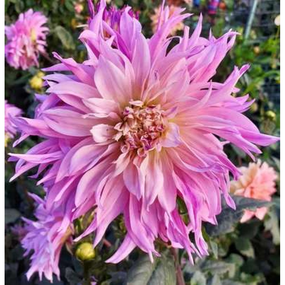 Bulbi dalii Labyrinth Twotone - 1 bucată