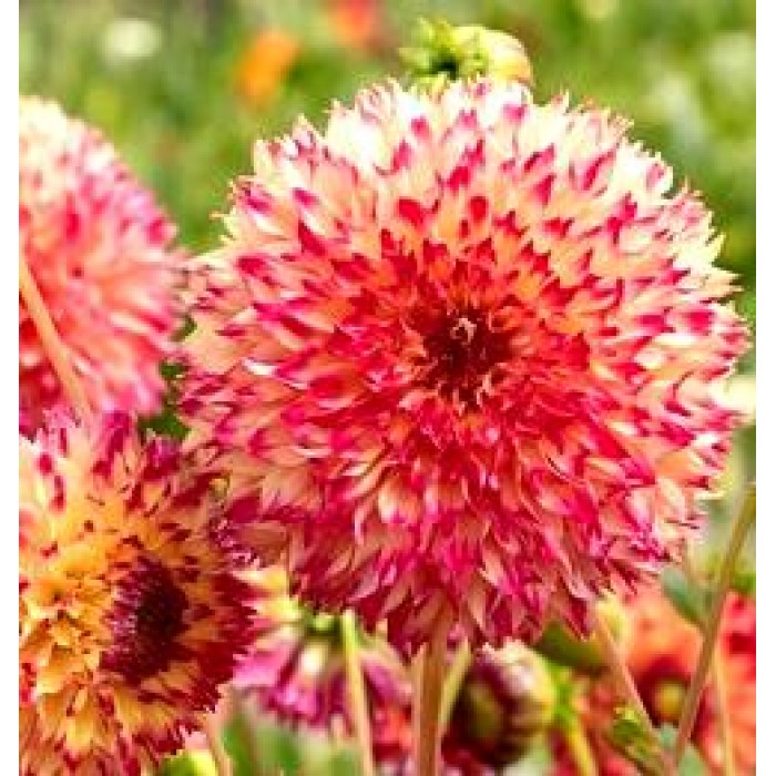 Bulbi Dalii (Tuberculi) - Gama variata de soiuri, culori & dimensiuni