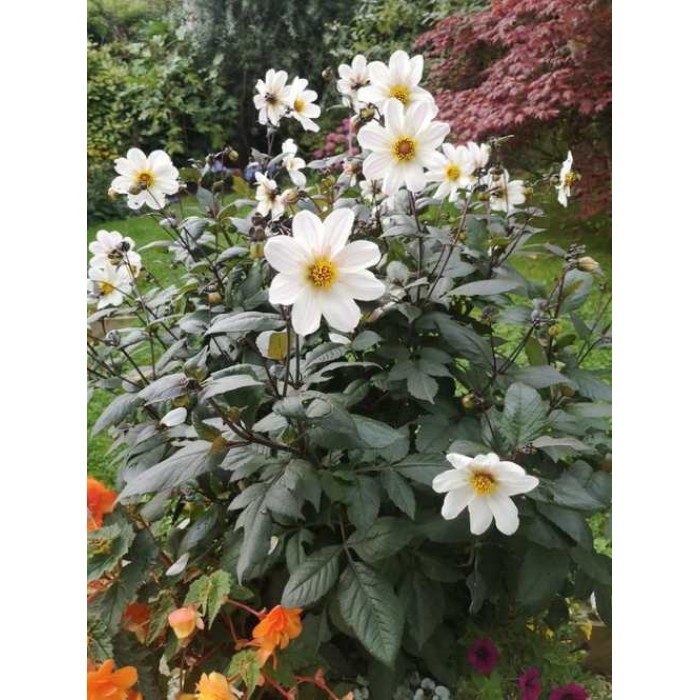 Bulbi Dalii (Tuberculi) - Gama variata de soiuri, culori & dimensiuni