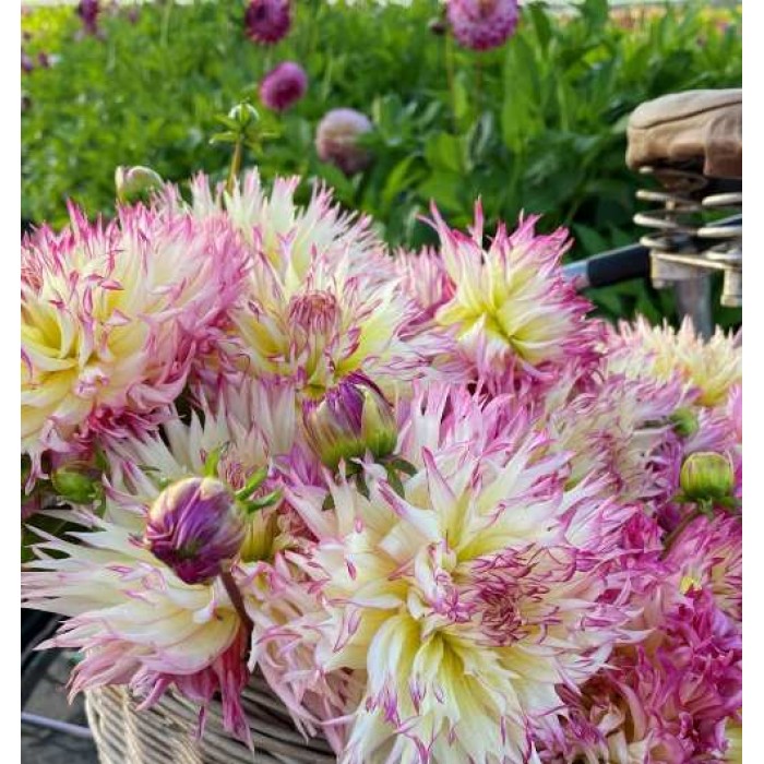 Bulbi Dalii (Tuberculi) - Gama variata de soiuri, culori & dimensiuni