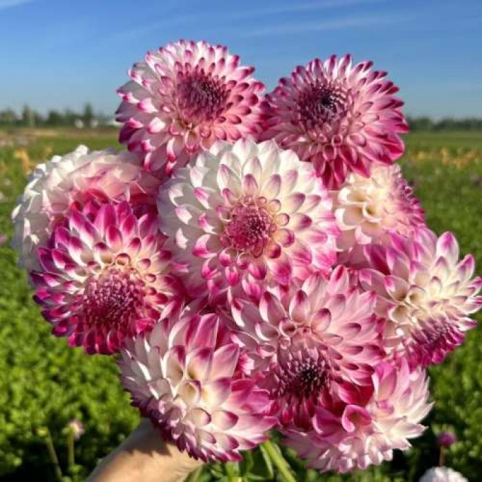 Bulbi Dalii (Tuberculi) - Gama variata de soiuri, culori & dimensiuni