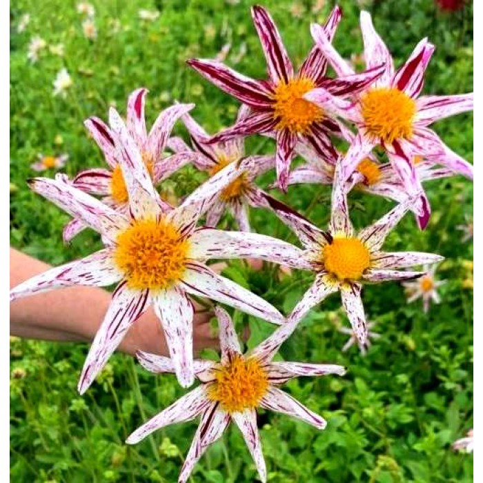 Bulbi Dalii (Tuberculi) - Gama variata de soiuri, culori & dimensiuni